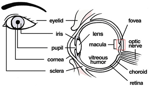 Anatomy of the Eye :: The Eye